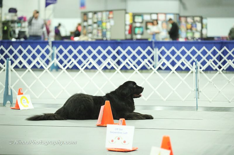 Working Dog | Pacific Northwest Newfoundland Club